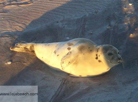 Fire Island Wildlife