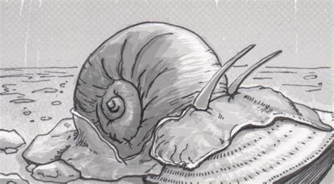 Pierced Sea Shells Allow Researchers To Quantify How Predators Have