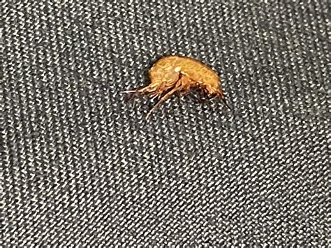 Is This A Dead Bed Bug Help Bedbugs