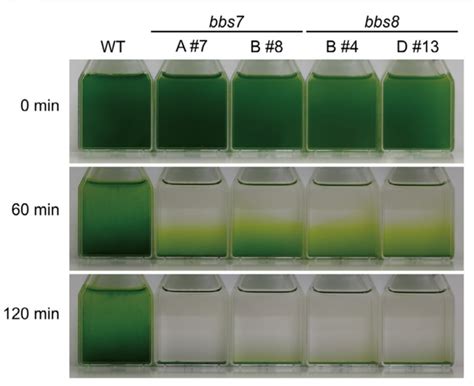 Euglena Co Ltd Presents Breakthrough Genomic Editing Technology In