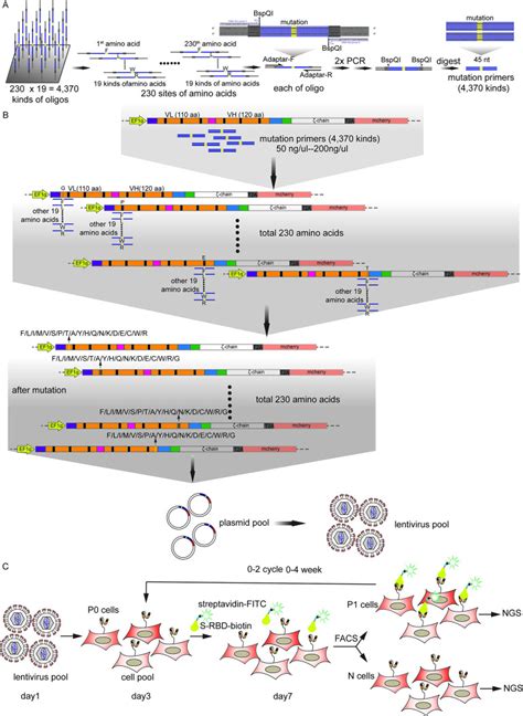 High Throughput Saturation Mutagenesis Generates A High Affinity Antibody Against Sars Cov 2