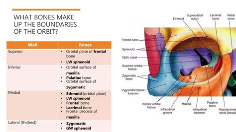 Eye And Orbit Revision Ppt Pptx