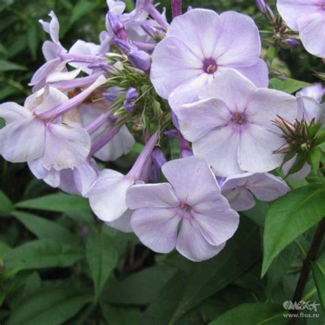 Флокс метельчатый "Сиреневый туман" Агрофирма ФЛОС | отзывы