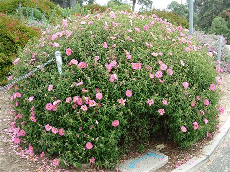 Find Plants Orchid Rock Rose