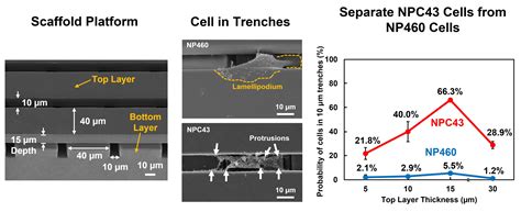 Centre For Biosystems Neuroscience And Nanotechnology City University Of Hong Kong