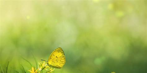 Как размыть фон в фотошопе Записки фотографа