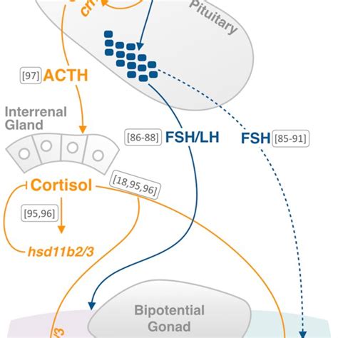 Schematic Representation Of Brain And Gonadal Connection During