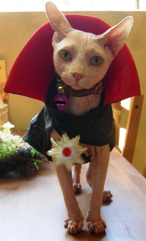 8 Best Sphynx Cat Costumes Images On Pinterest Sphynx Sphynx Cat And
