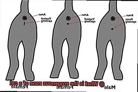 What Is The Erogenous Zone Of A Cat