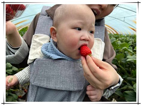 제2기 영유치부 토요놀이학교 새소식반 3주차 딸기밭 체험 영아유치부 게시판 주례교회