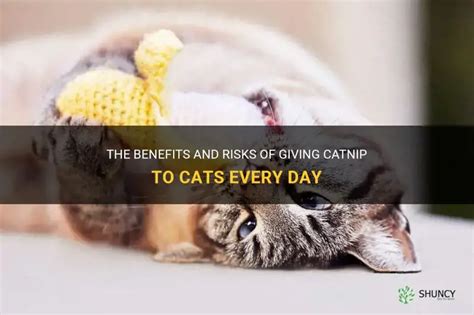 The Benefits And Risks Of Giving Catnip To Cats Every Day ShunCy
