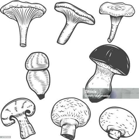 손으로 그린 버섯 흰 배경에 고립의 집합입니다 아이콘 레이블 상징 기호 포스터 메뉴 디자인 요소입니다 벡터 일러스트입니다 가을에 대한 스톡 벡터 아트 및 기타 이미지