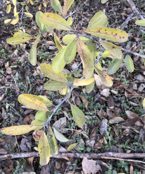 Gum Bully Search Native Plant Hub