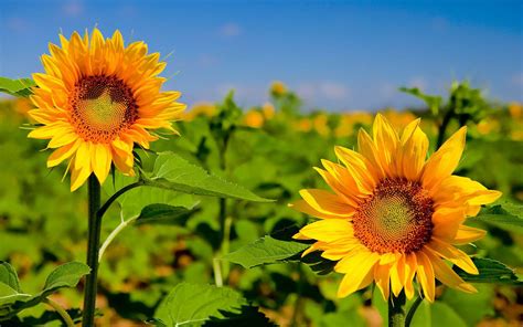 Download Sunflower In A Field Of Sunshine Wallpaper Wallpapers Com