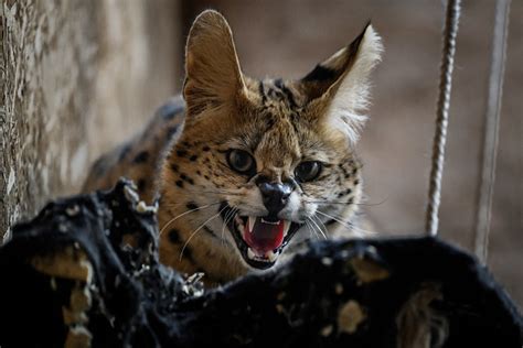 Un Refuge Pour Servals Abandonnés Victimes Dune Tendance Sur Les