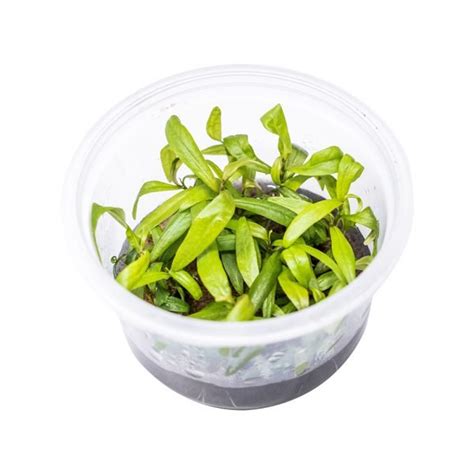 Polygonum Sp “pink” Tc Green Water Aquascapes