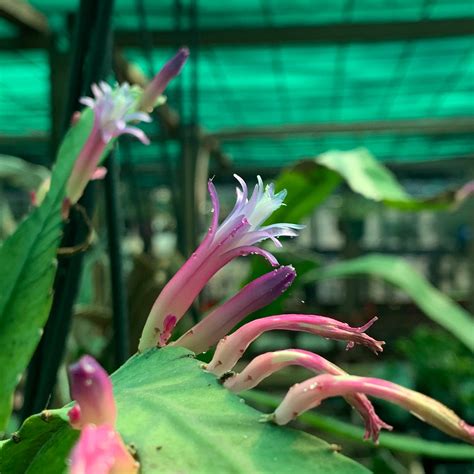 Disocactus Amazonicus Ep5 Air Plant Decor