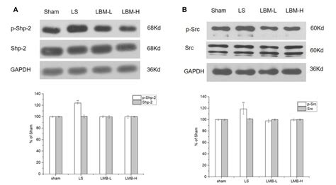 Figure 1 From Levodopa Benserazide Loaded Microspheres Alleviate L Dopa Induced Dyskinesia