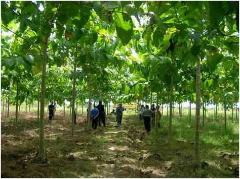 Trees For The Forestry Industry Wood Superiority Jabon Anthocephalus Cadamba