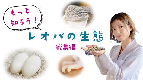アリーのレオパ講座 レオパってどんな生き物編 YouTube