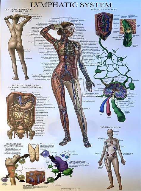 Carey The Lymphatic System A Comprehensive Deep Dive 1 Scientific And Anatomical Overview
