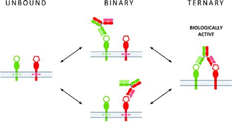 binary and ternary binding modes of a bispecific antibody interacting