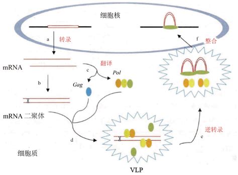 基础知识 转座子 转座原理（ltr Rt） 《组学分析》 极客文档