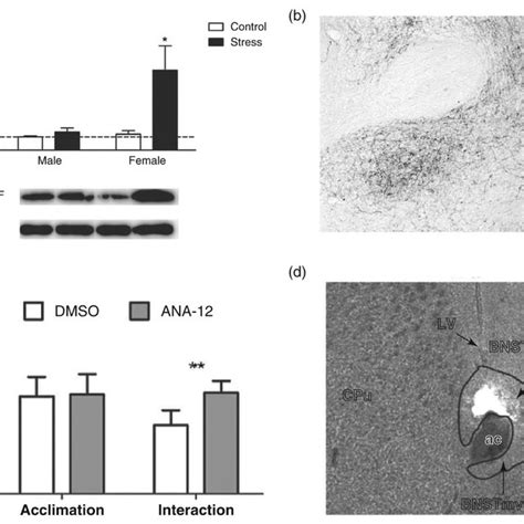 Brain Derived Neurotrophic Factor Bdnf Mediates Sex Differences In Download Scientific