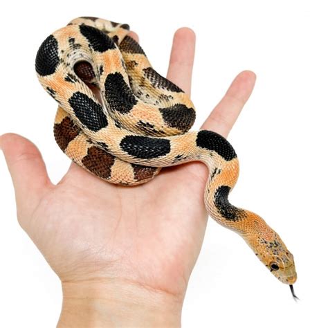 Pituophis Deppei Jani Serpent Taureau Du Mexique