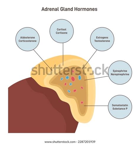 Adrenal Cortex Hormones Human Endocrine System Stock Vector Royalty Free 2287201939 Shutterstock