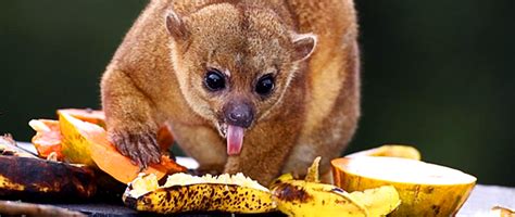 Kinkajous In Belize Belize Budget Suites
