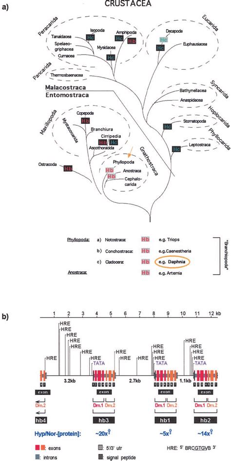 Crustacean Respiratory Proteins And Genes A Crustacea System Adopted Download Scientific
