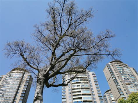 高楼与大树 孤独 概念图库 摄影素材 汇图网www huitu