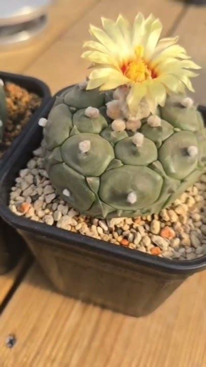 꽃피는 선인장 선인장 귀갑투구 Youtube