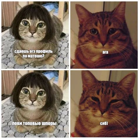 Создать мем мемы с котиками мем кошка кот из мема Картинки Meme