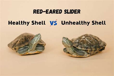 Red Eared Slider Healthy Shell Vs Unhealthy Shell 56 Off