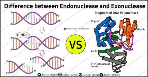 Endonuclease Vs Exonuclease 11 Key Differences Explained