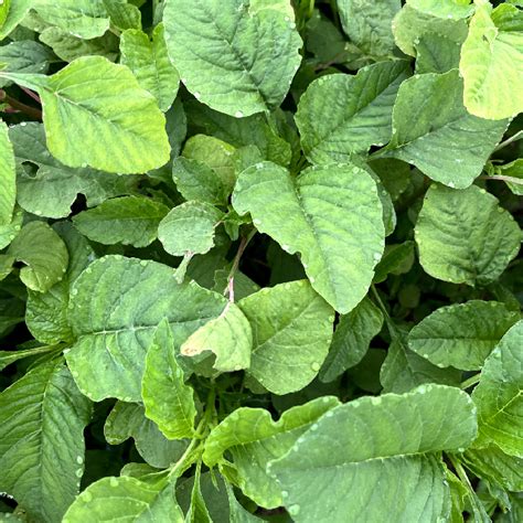 Araikeerai Amaranthus Dubious Thottakura Beaver Creek Natural Farm