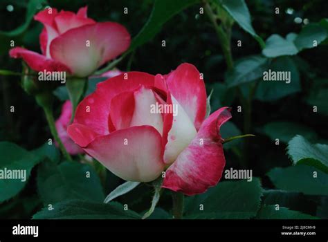 Roseto Della Villa Reale Di Monza Rose Garden Rosa Gialla Rossa Rosa
