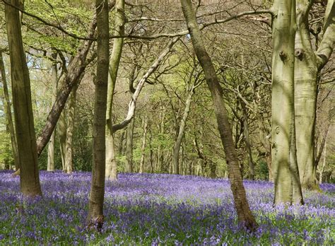 Trees And Woodlands Of The Chilterns Chilterns National Landscape