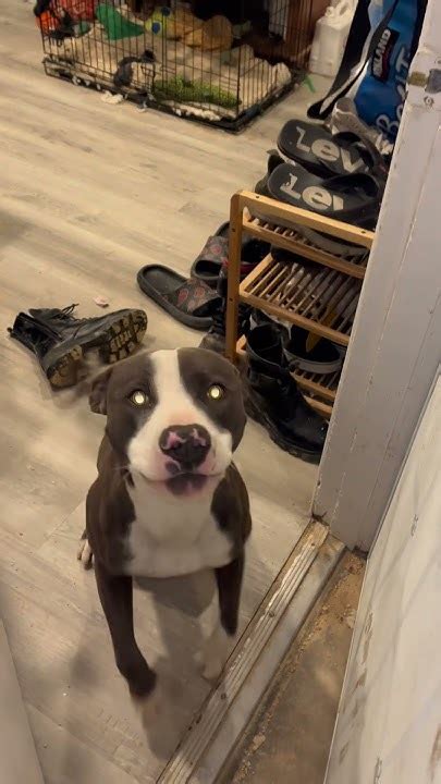 Dobbys Happy Youtube