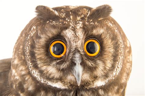 Stygian Owl Asio Stygius Robustus Joel Sartore