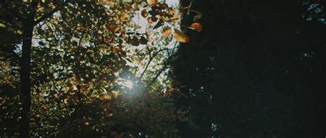 Discover Trees A Story Driven Footage Artlist