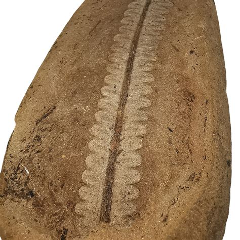 Fern Nodule Pair Fossil