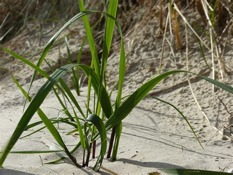 Beach Sand Grass Free Photo On Pixabay Pixabay