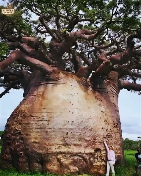 ჰირამის 🌳 ბაობაბი სიცოცხლის სიმბოლო 🌳 მოზამბიკში ერთ ერთი უძველესი ბაობაბის ხე დღესაც