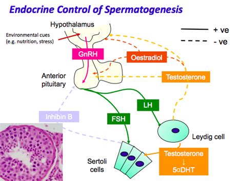 Endocrine Control Of Spermatogenesis Diagram Quizlet