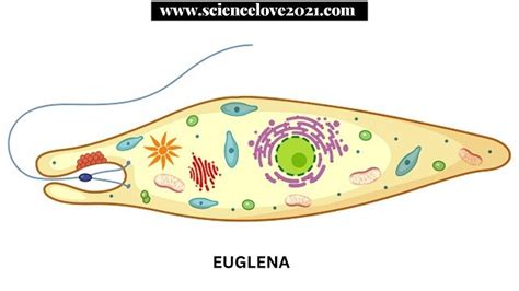 Movement In Euglena How Does Euglena Move ~ Sciences World