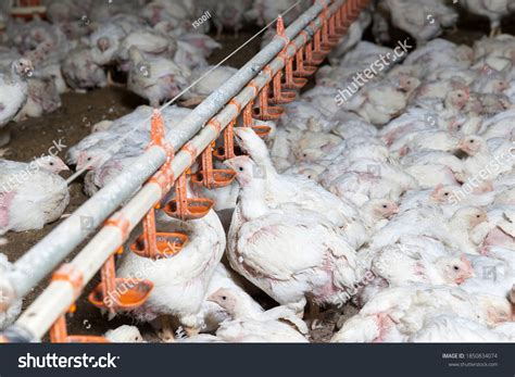 Genetically Modified Organisms Chicken