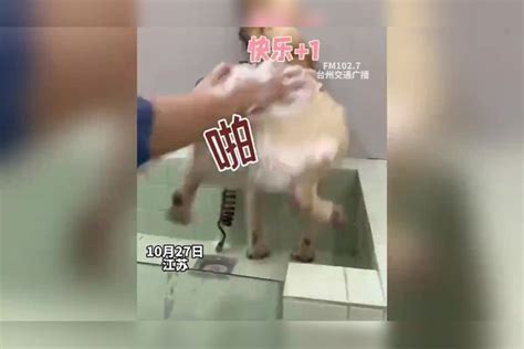 主人给狗狗洗屁股，狗狗噼里啪啦一顿蹦，狗狗：你碰到我痒痒肉了